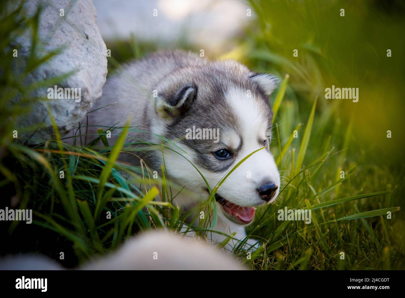 Small positive white labrador puppies posing outdoors Stock Photo - Alamy