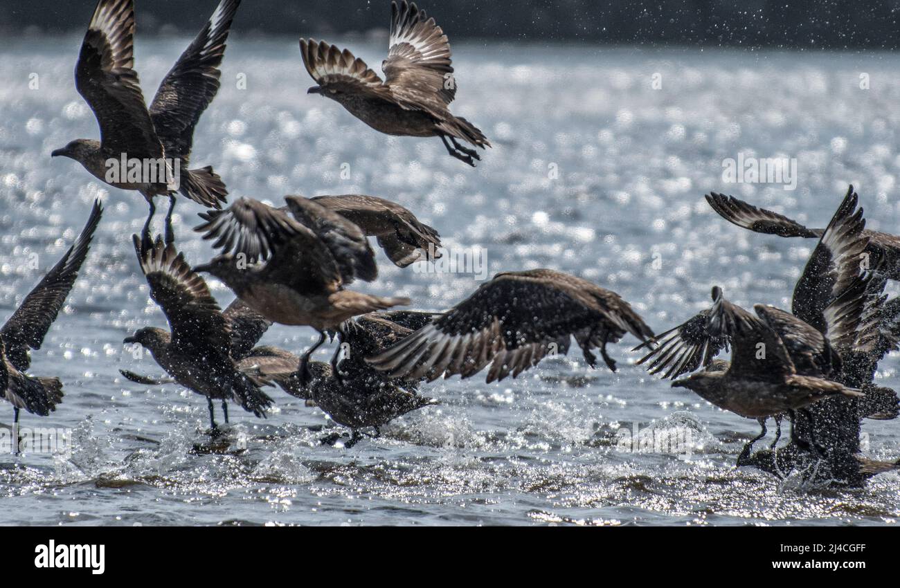 scramble among flock of bonxie or great skua in north atlantic Stock ...