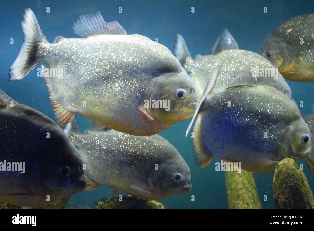 Group of red-bellied piranhas are swimming in fish tank. Red piranha ...