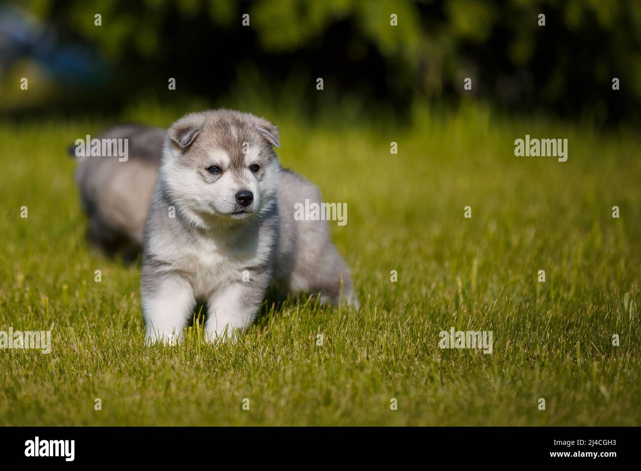 Small positive white labrador puppies posing outdoors Stock Photo - Alamy