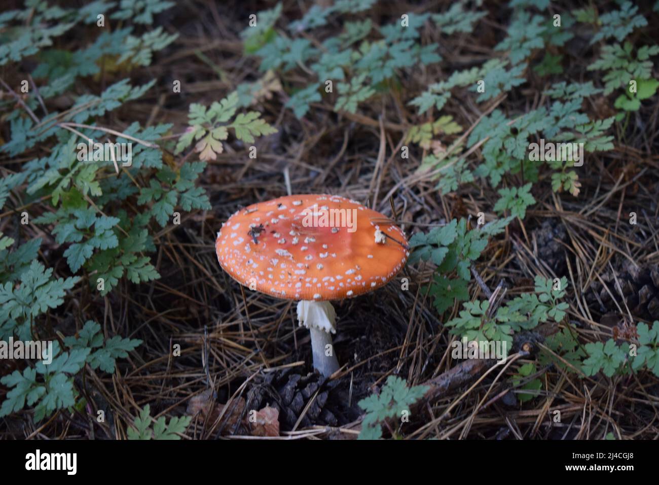 Fly agaric or fly Amanita mushroom, Amanita muscaria. Amanita muscaria ...