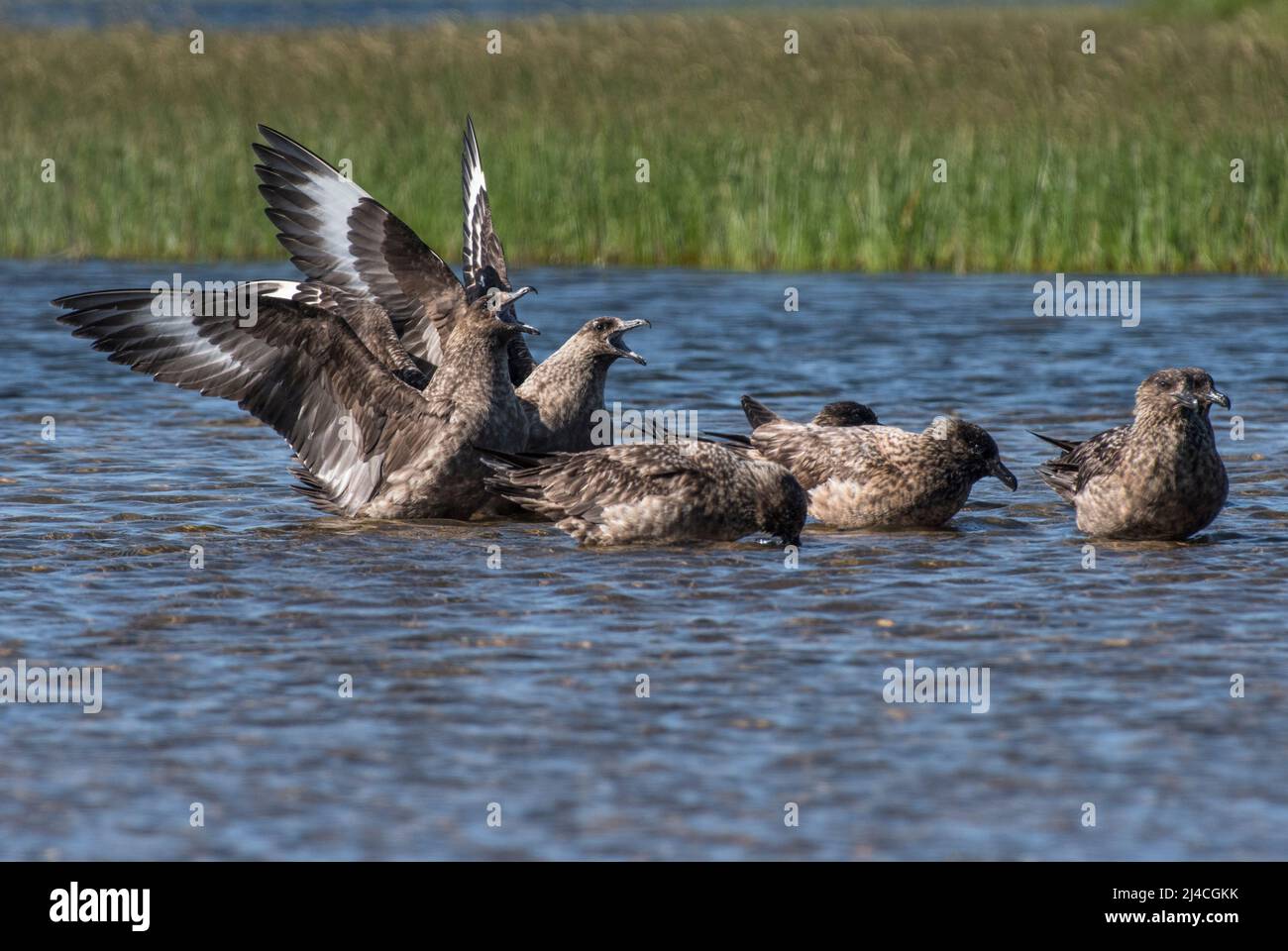 bonxie or great skua in north atlantic Stock Photo - Alamy