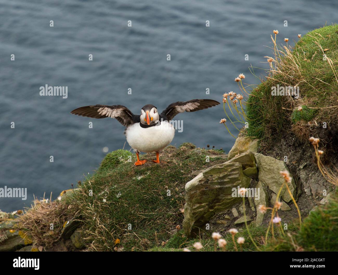 Orkney cliff top hi-res stock photography and images - Alamy