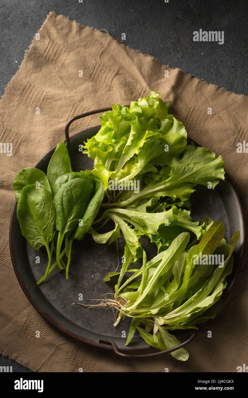 Two types of lettuce and spinach for spring salad Stock Photo - Alamy