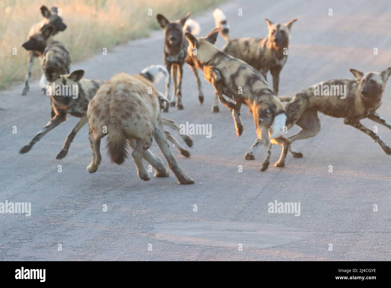 hyena fighting with wild dogs Stock Photo - Alamy