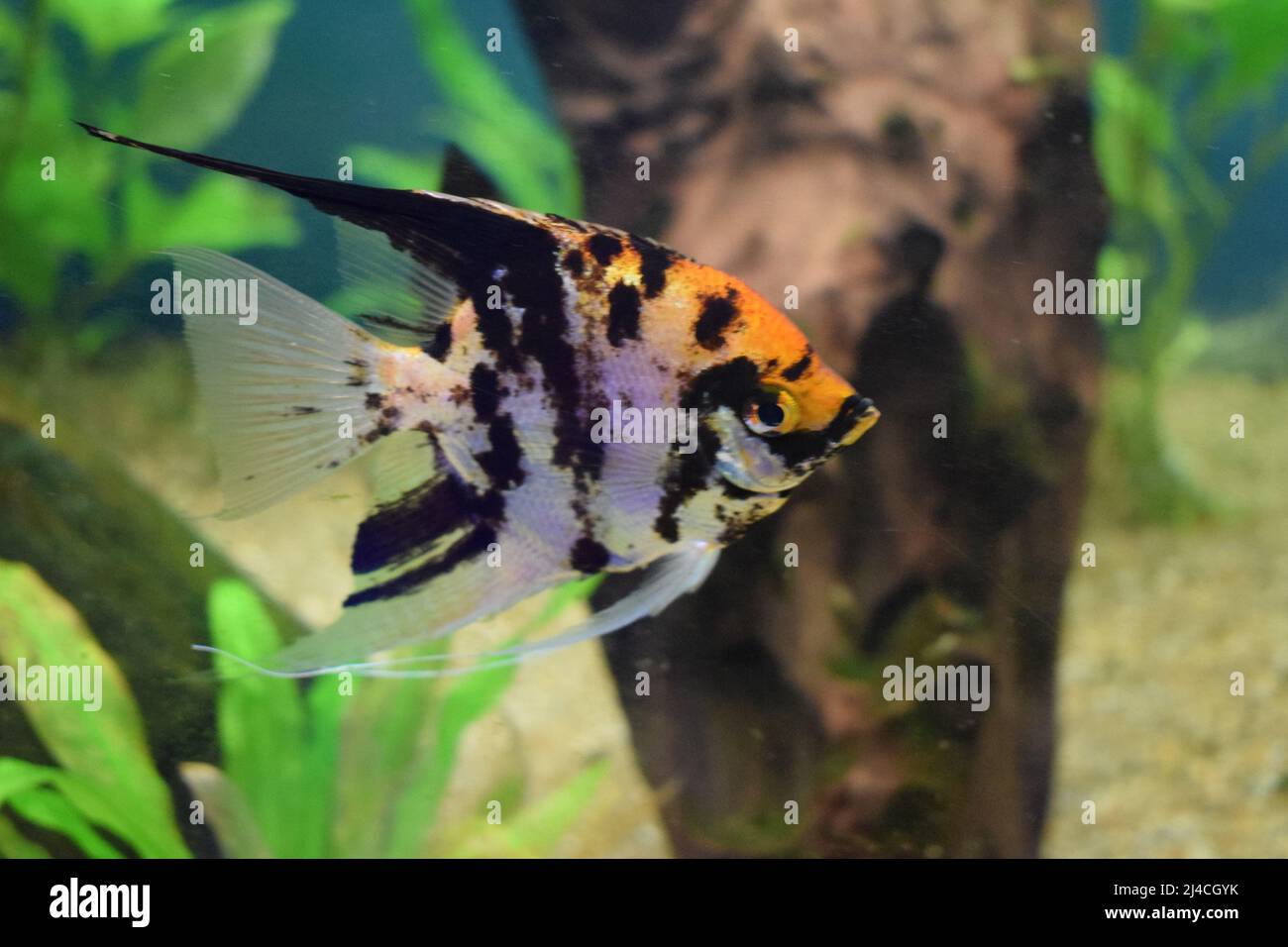 Koi Angelfish (Pterophyllum scalare) isolated in tank fish with blurred ...
