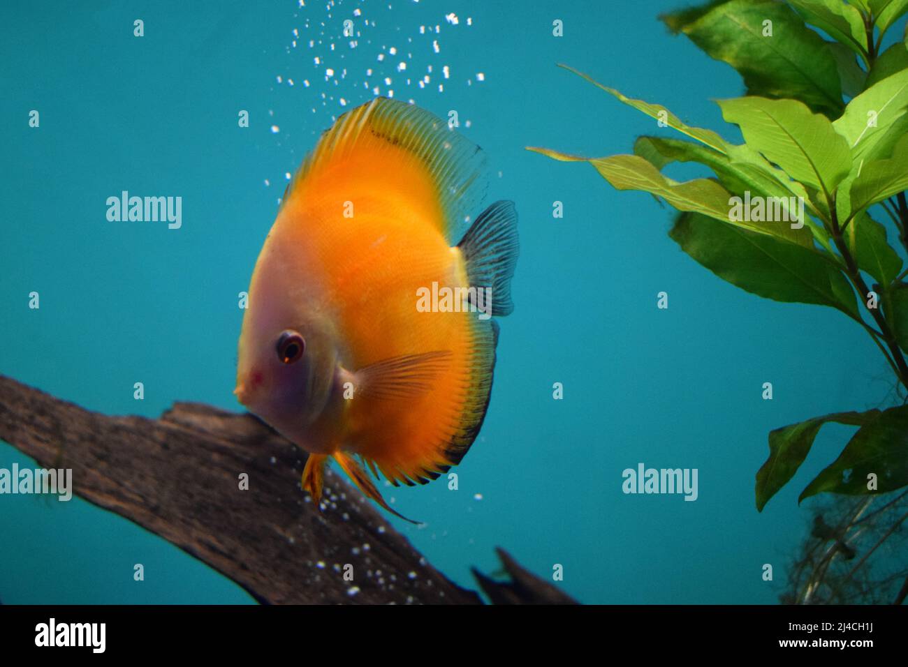Discus fish (Pompadour), Red symphysodon discus Stock Photo - Alamy
