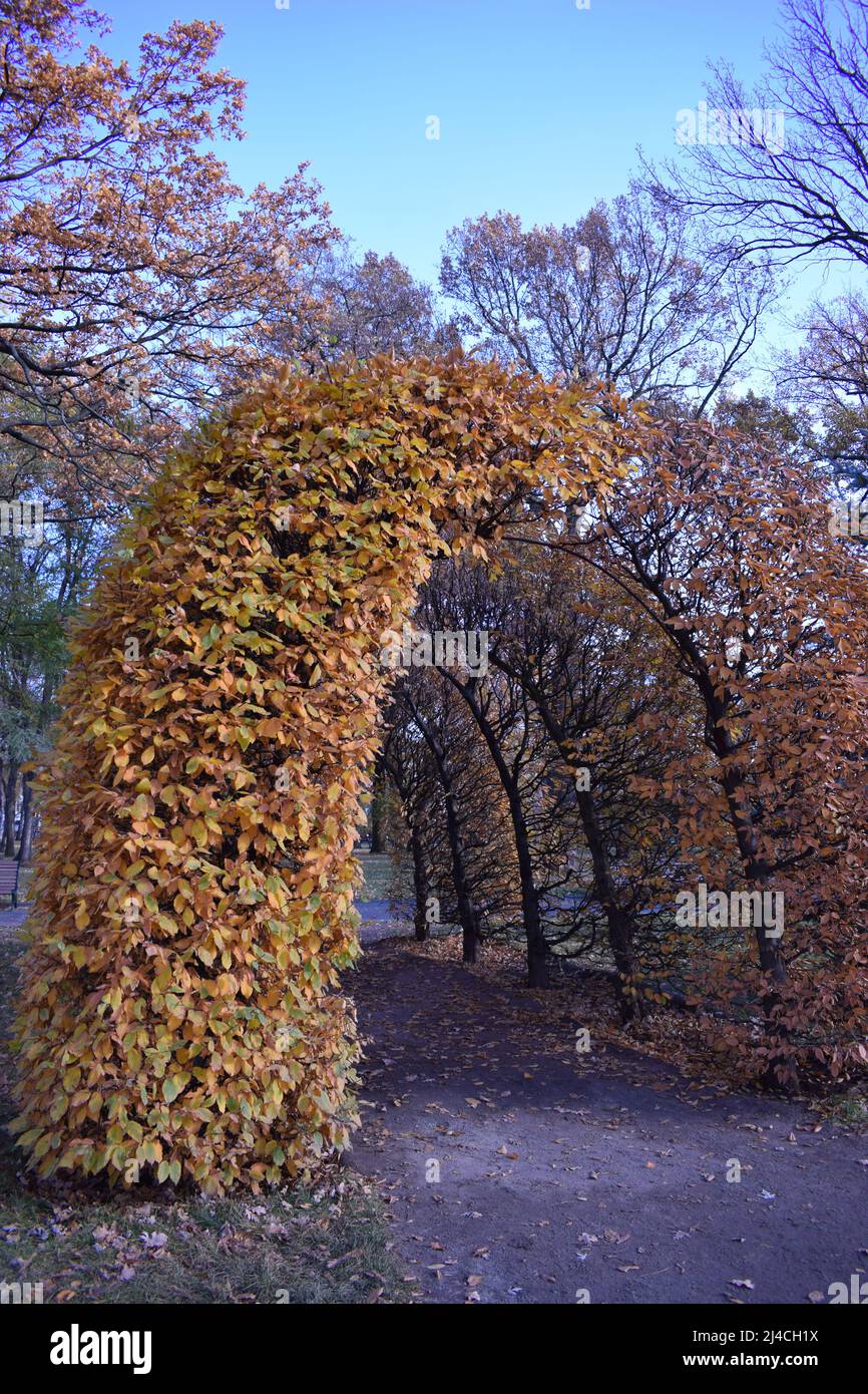Alley with yellow red covered pergola. Autumn red leaves background ...