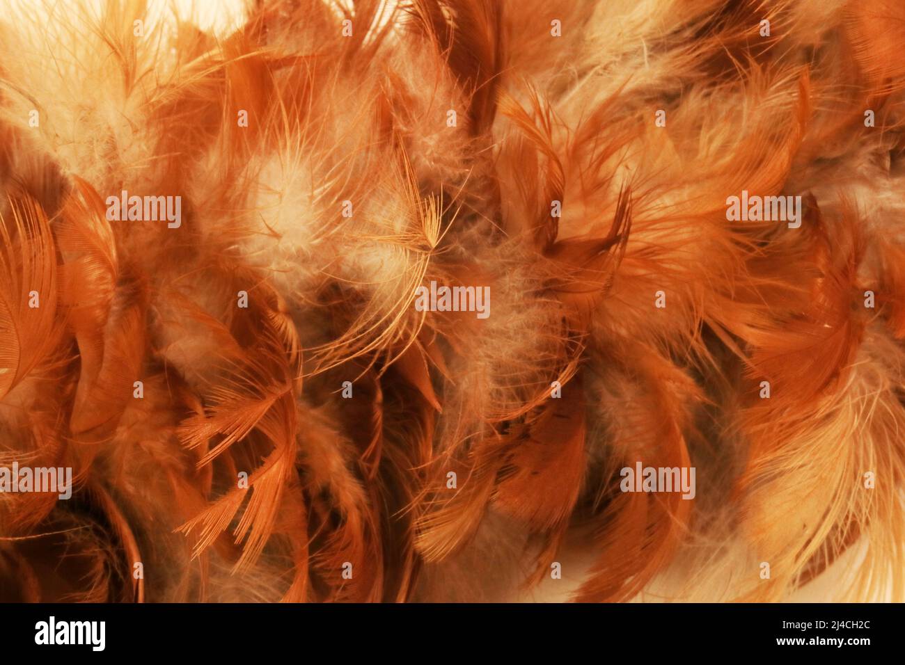 photo studio of reddish brown feather duster detail texture Stock Photo ...