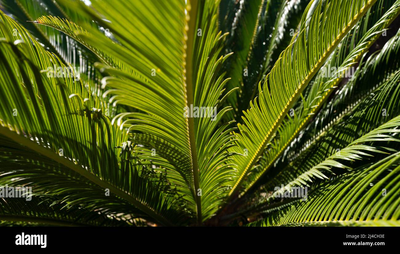 Coconut palm trees green texture background. Tropical palm coconut ...