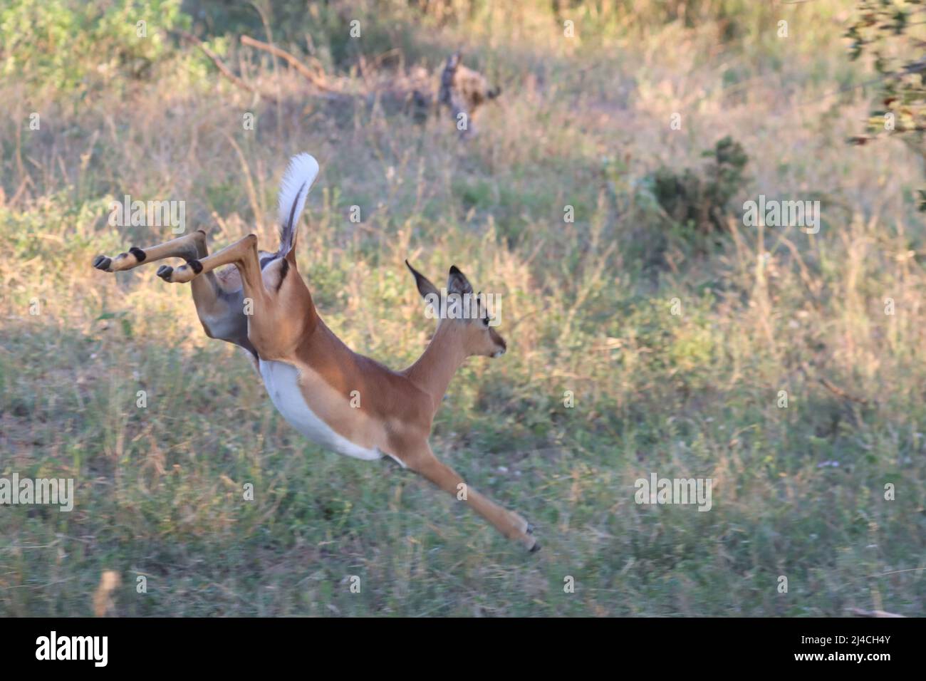 Impala standing still looking at predators Stock Photo - Alamy