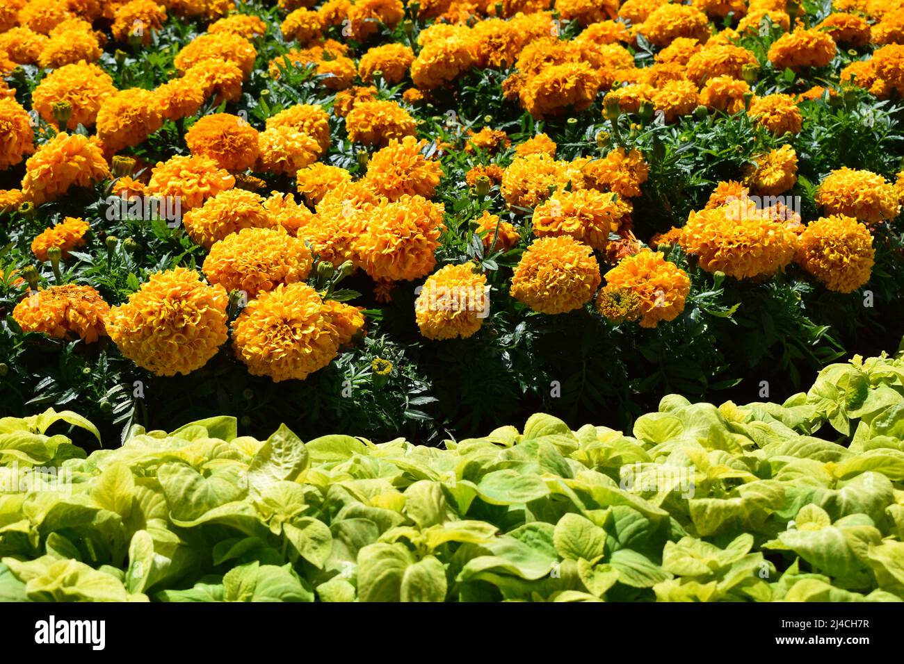 Beautiful orange Marigold flowers, amazing summer flowers of marigold ...