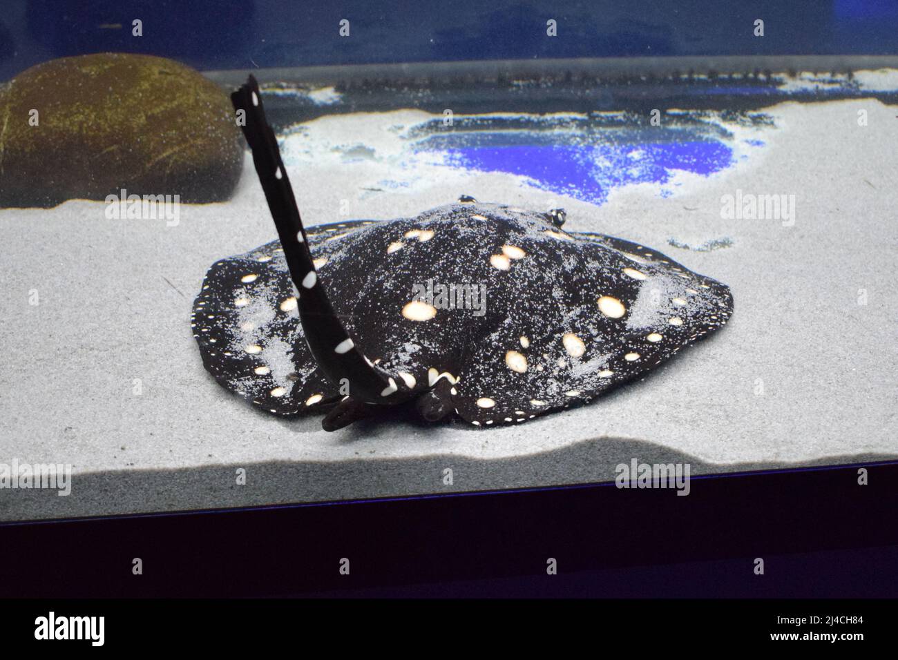 White blotched river stingray hi-res stock photography and images - Alamy