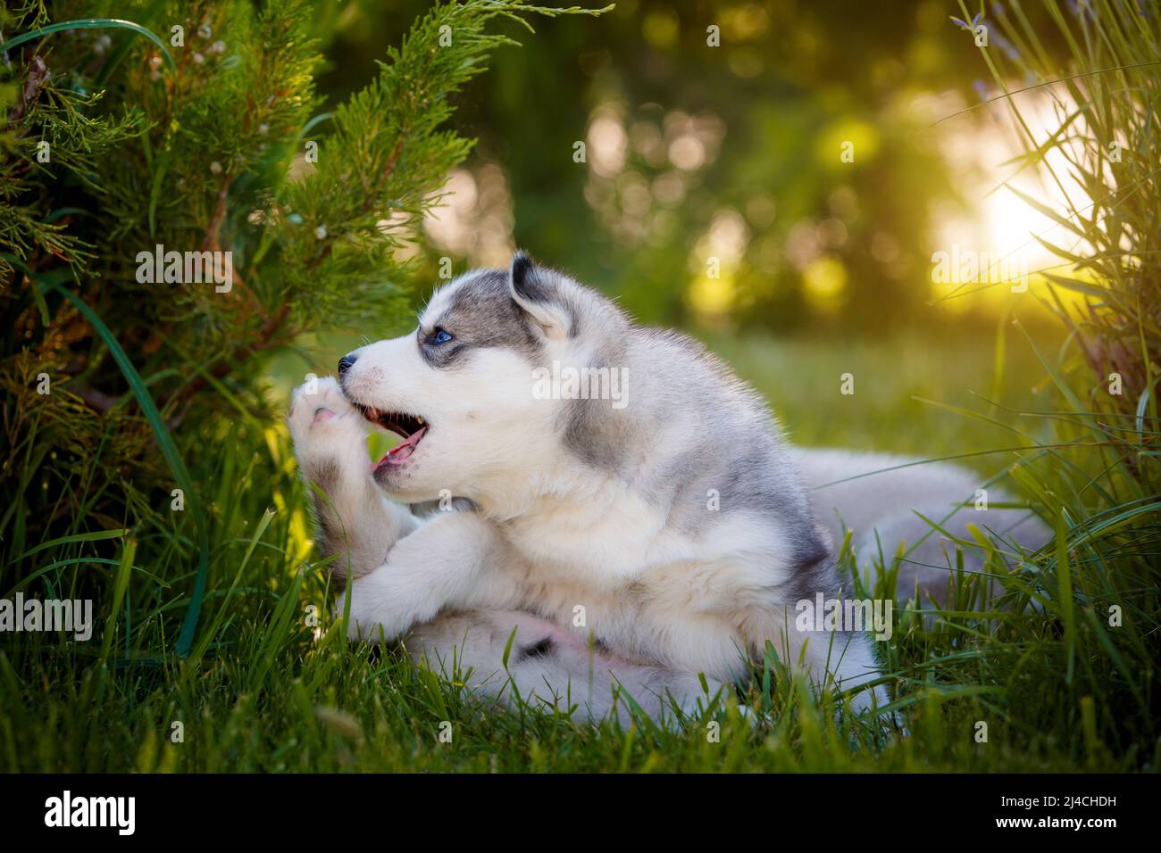 Small positive white labrador puppies posing outdoors Stock Photo - Alamy