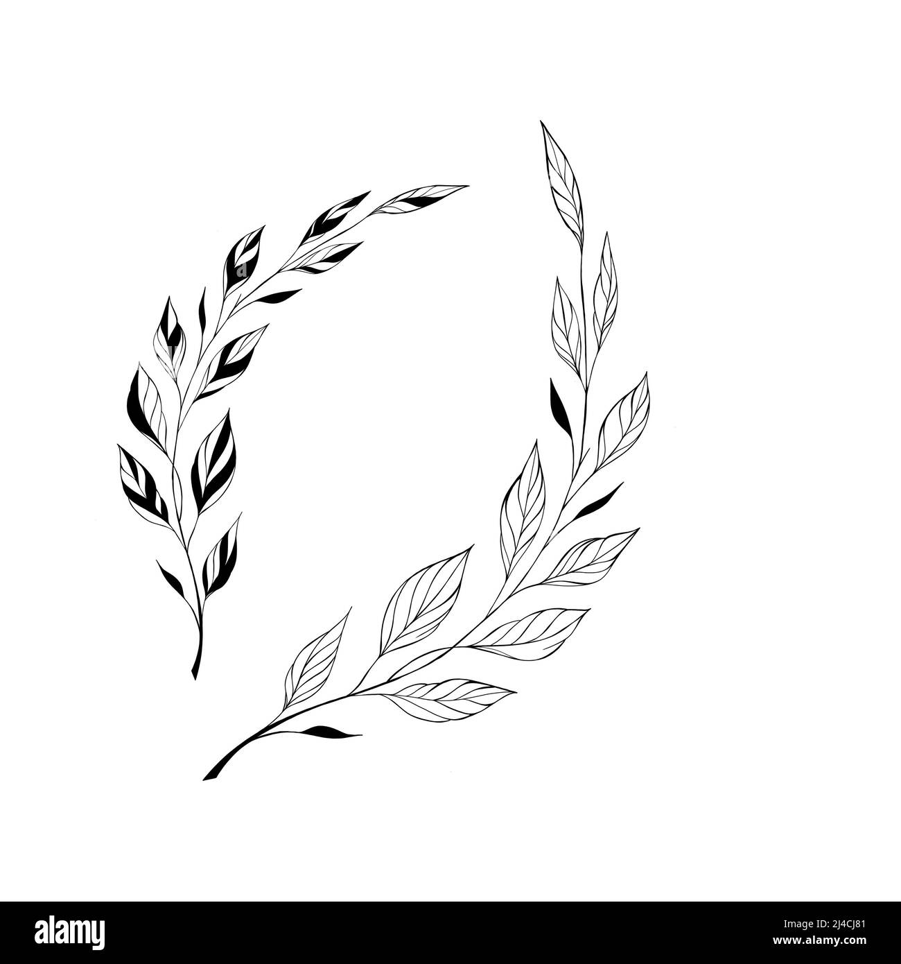 Beautiful hand black outline flower rope herb illustration isolated on ...