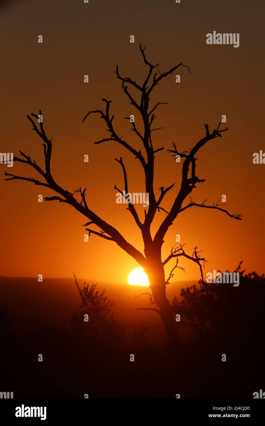 sunset on safari Stock Photo - Alamy