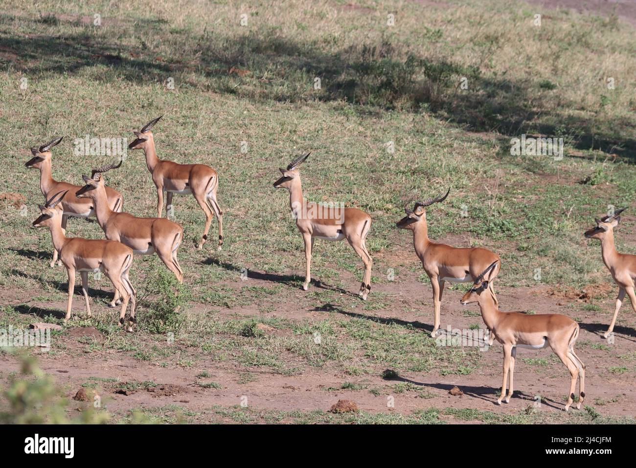 Antelope game drive hi-res stock photography and images - Alamy