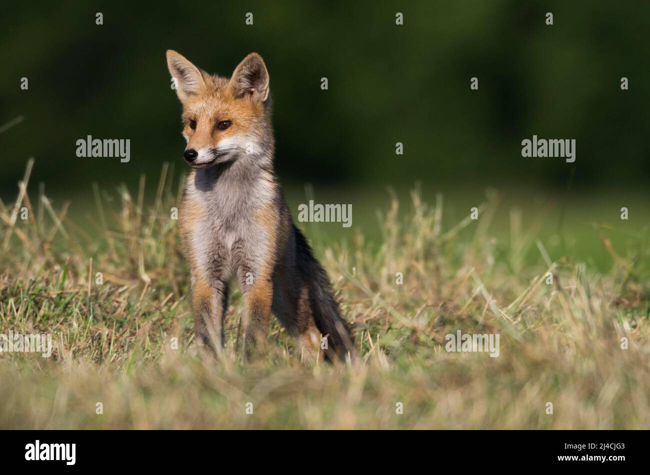 Red fox (Vulpes vulpes), young animal on the lookout, foraging, mown meadow, Departement Haut ...