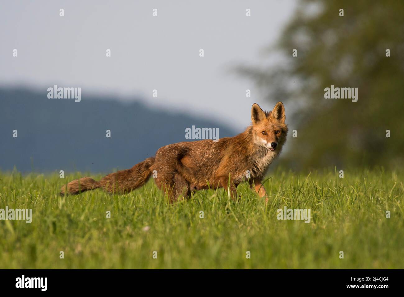 Red fox (Vulpes vulpes), fawn with teats, foraging, Departement Haut-Rhin, Alsace, France Stock ...