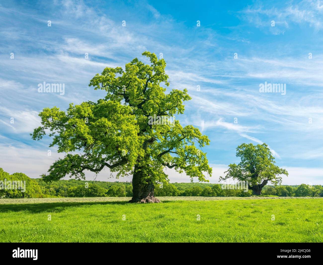 Meadow with old gnarled solitary english oak (Quercus robur) in spring ...