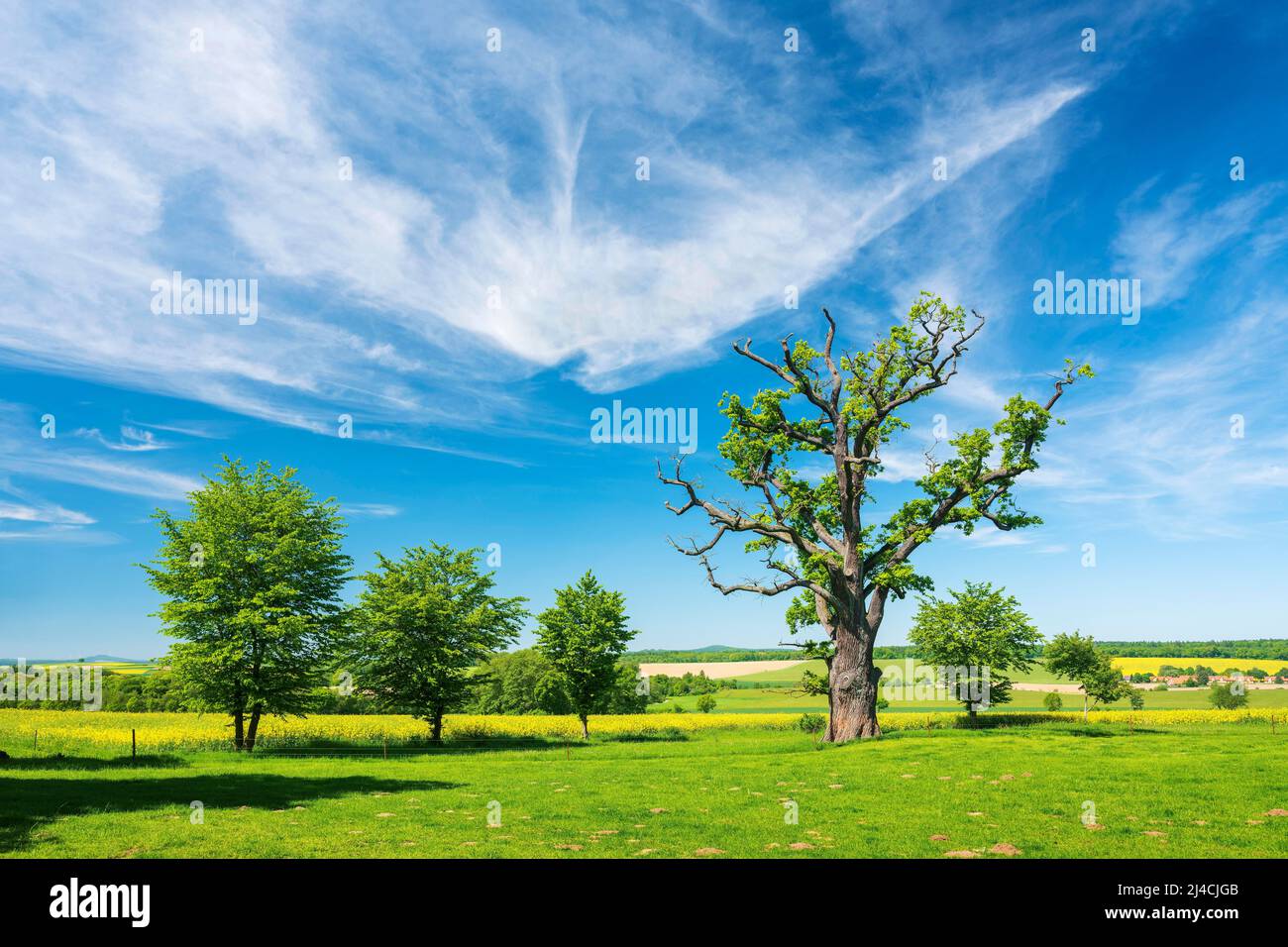 Landscape with old gnarled solitary english oak (Quercus robur) in a ...