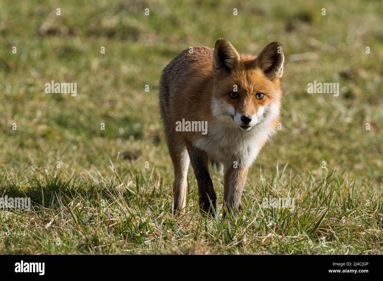 Red fox photographer hi-res stock photography and images - Alamy