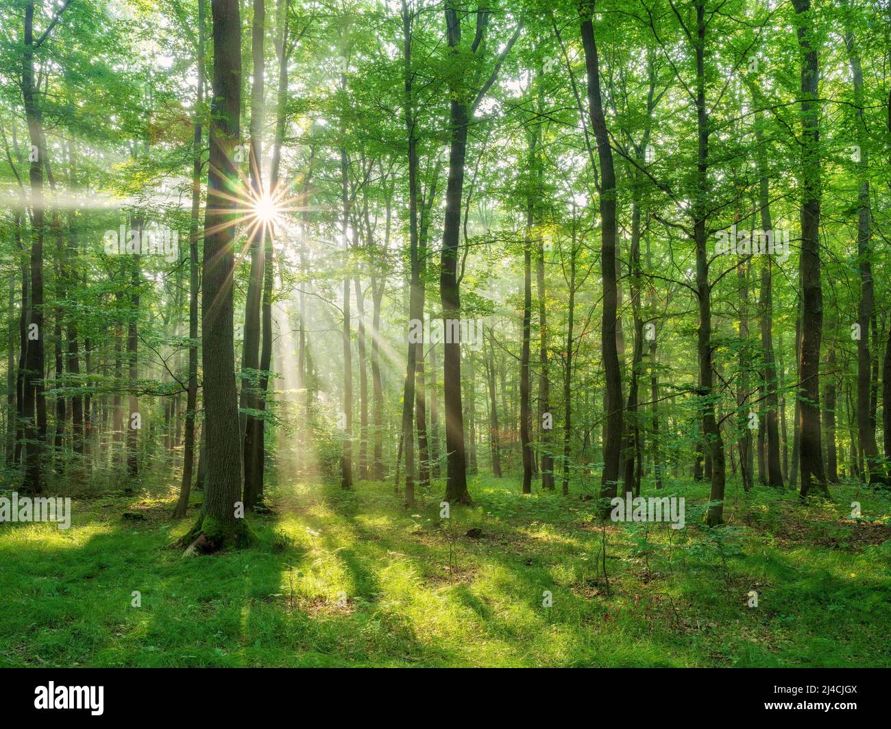 Light-flooded natural beech forest on the Finne mountain range, sun ...