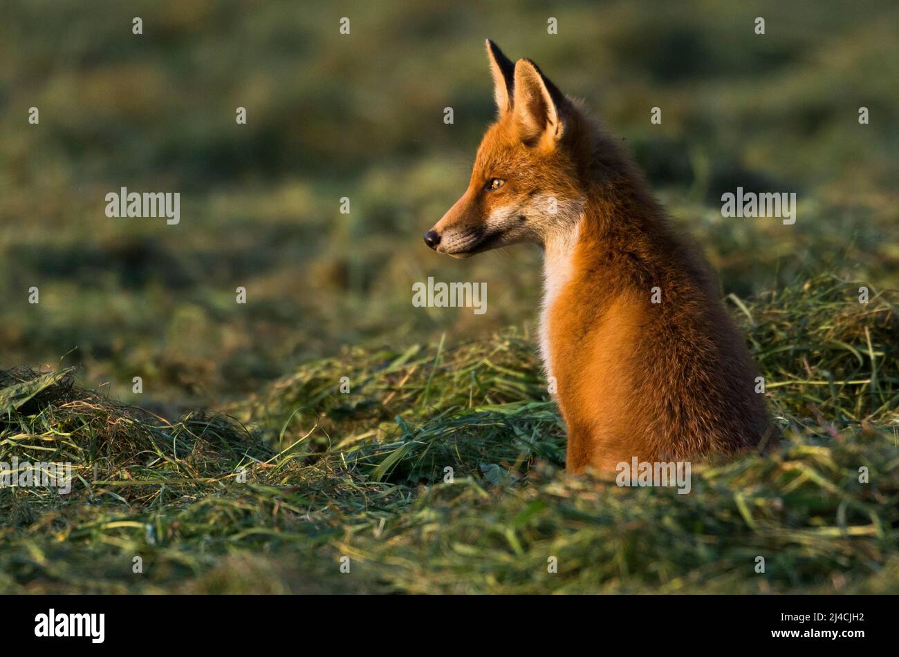 Red fox (Vulpes vulpes), young animal listening attentively, mown hay meadow, evening sun ...