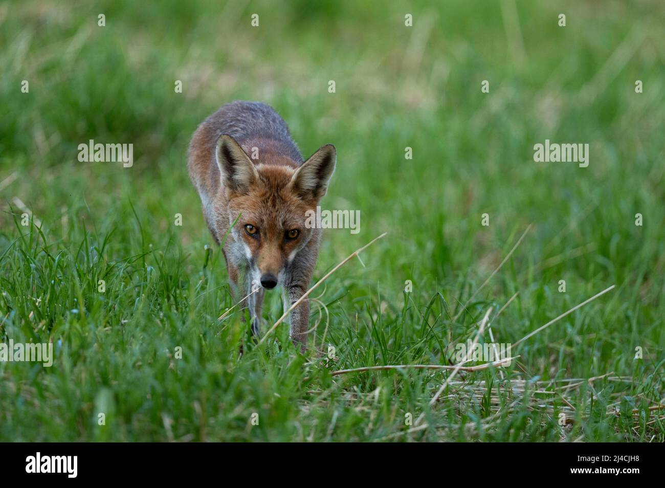 Red fox (Vulpes vulpes), female, foraging, mown meadow, Canton Jura, Switzerland Stock Photo - Alamy