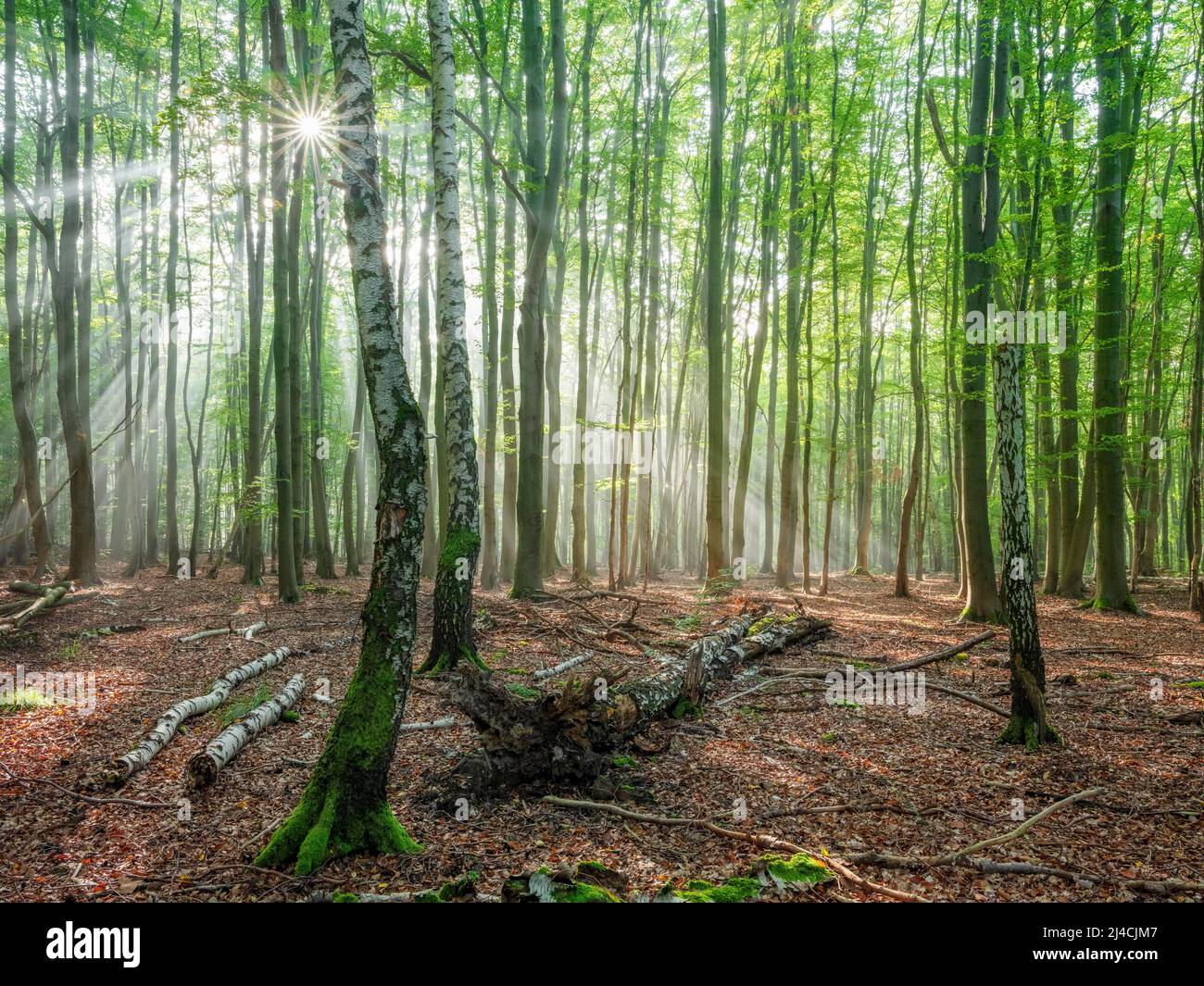 Light-flooded natural forest of beech and birch trees with deadwood ...