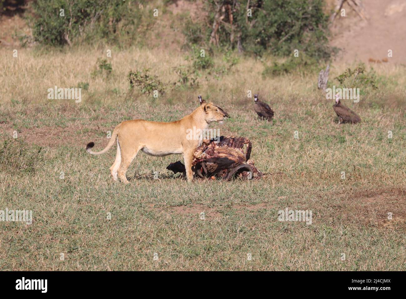 Lion with carcass hi-res stock photography and images - Alamy