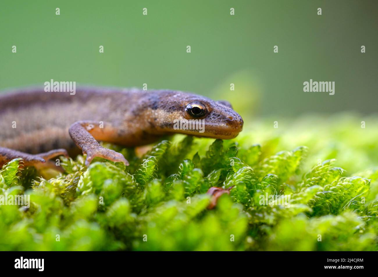 Common newt (Triturus vulgaris), female in terrestrial traditional ...