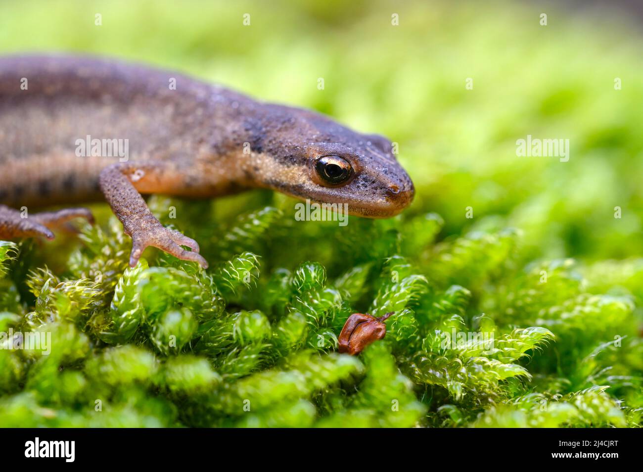 Common newt (Triturus vulgaris), female in terrestrial traditional ...
