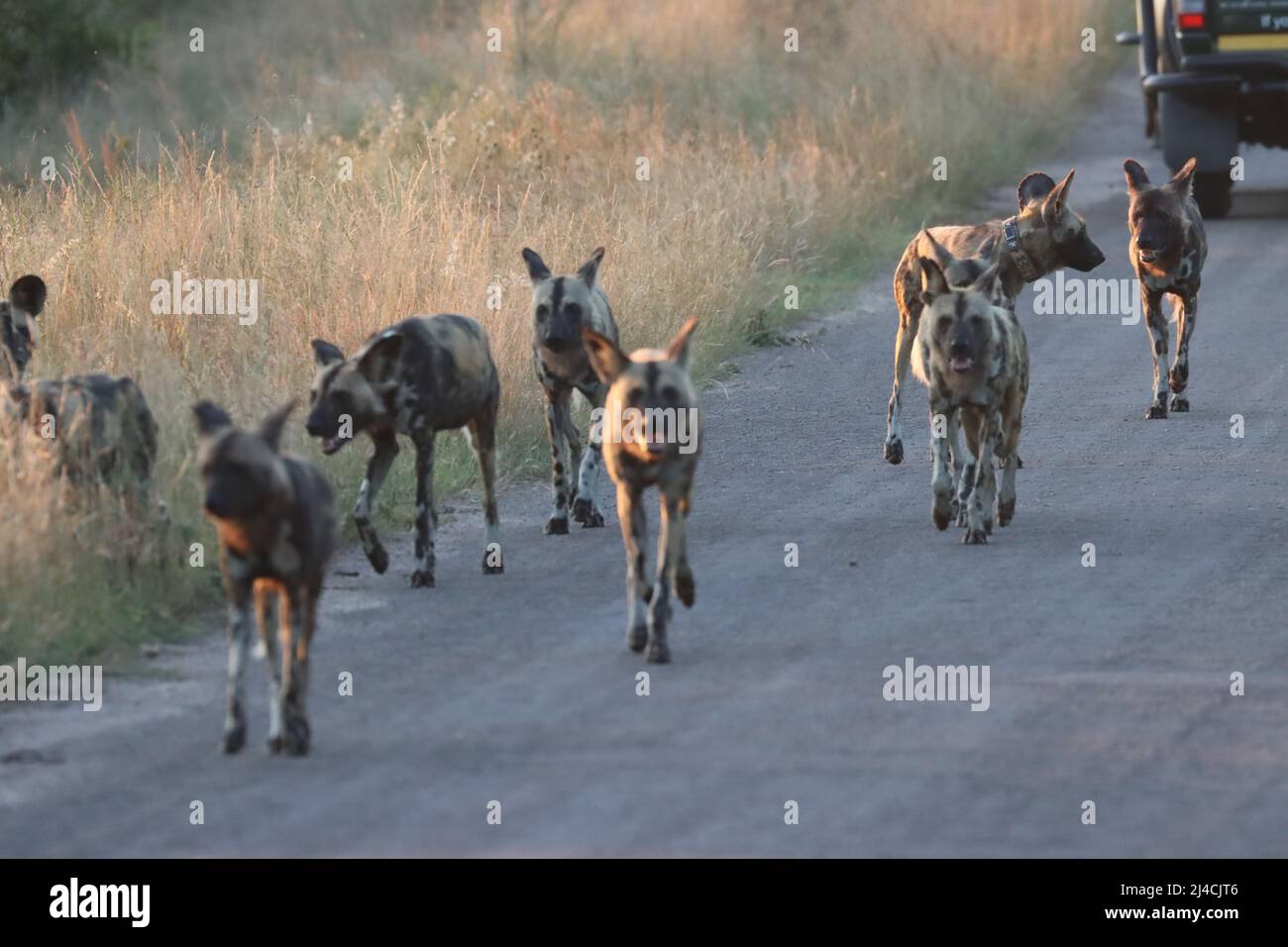 African wild dogs predators hi-res stock photography and images - Alamy