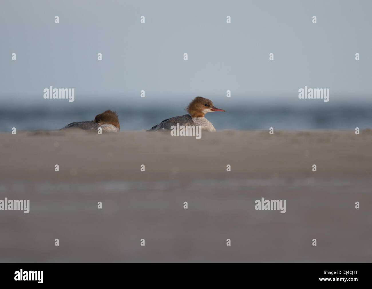 Common merganser (Mergus merganser), two animals resting lying on the ...