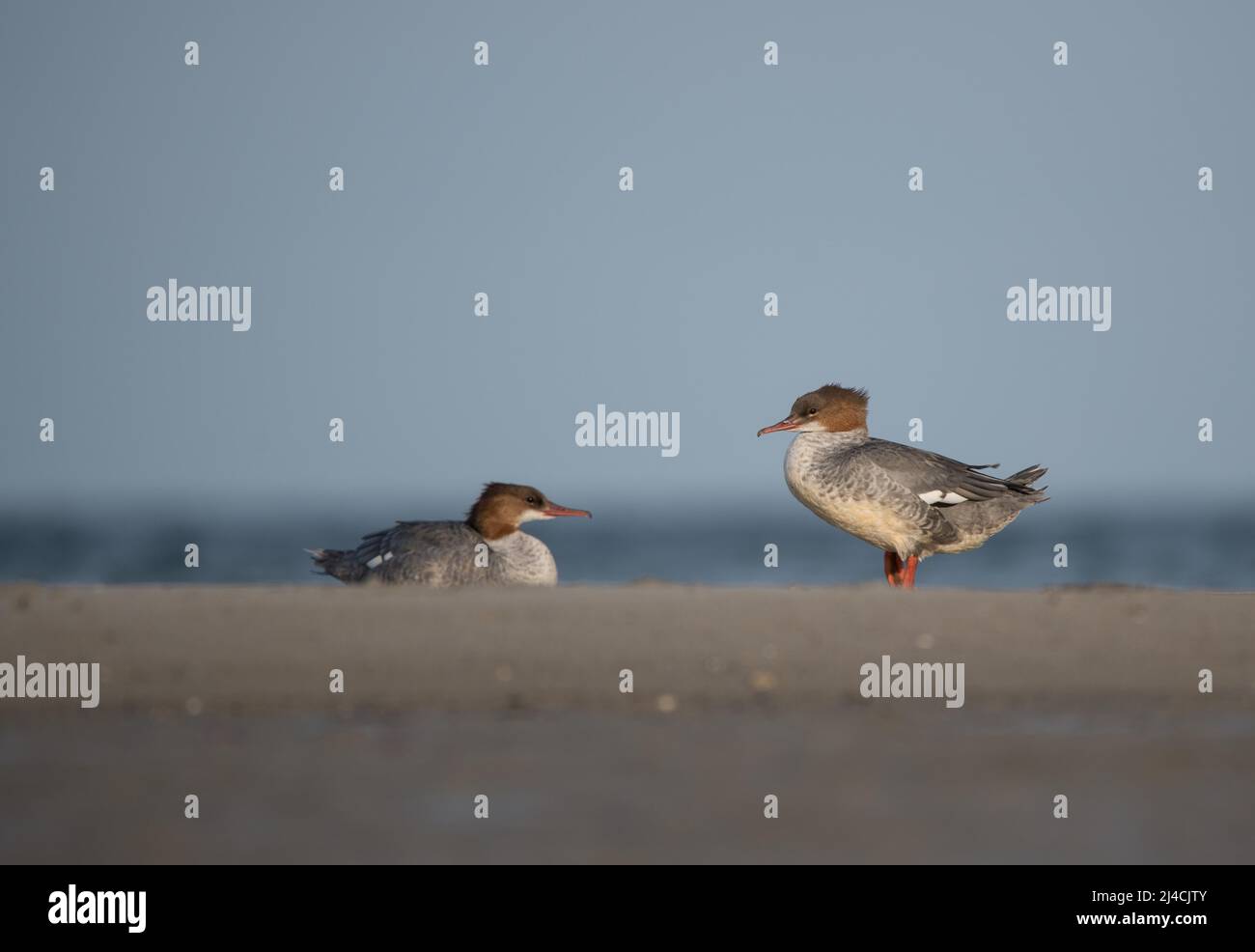 Common merganser (Mergus merganser), two animals resting standing and ...