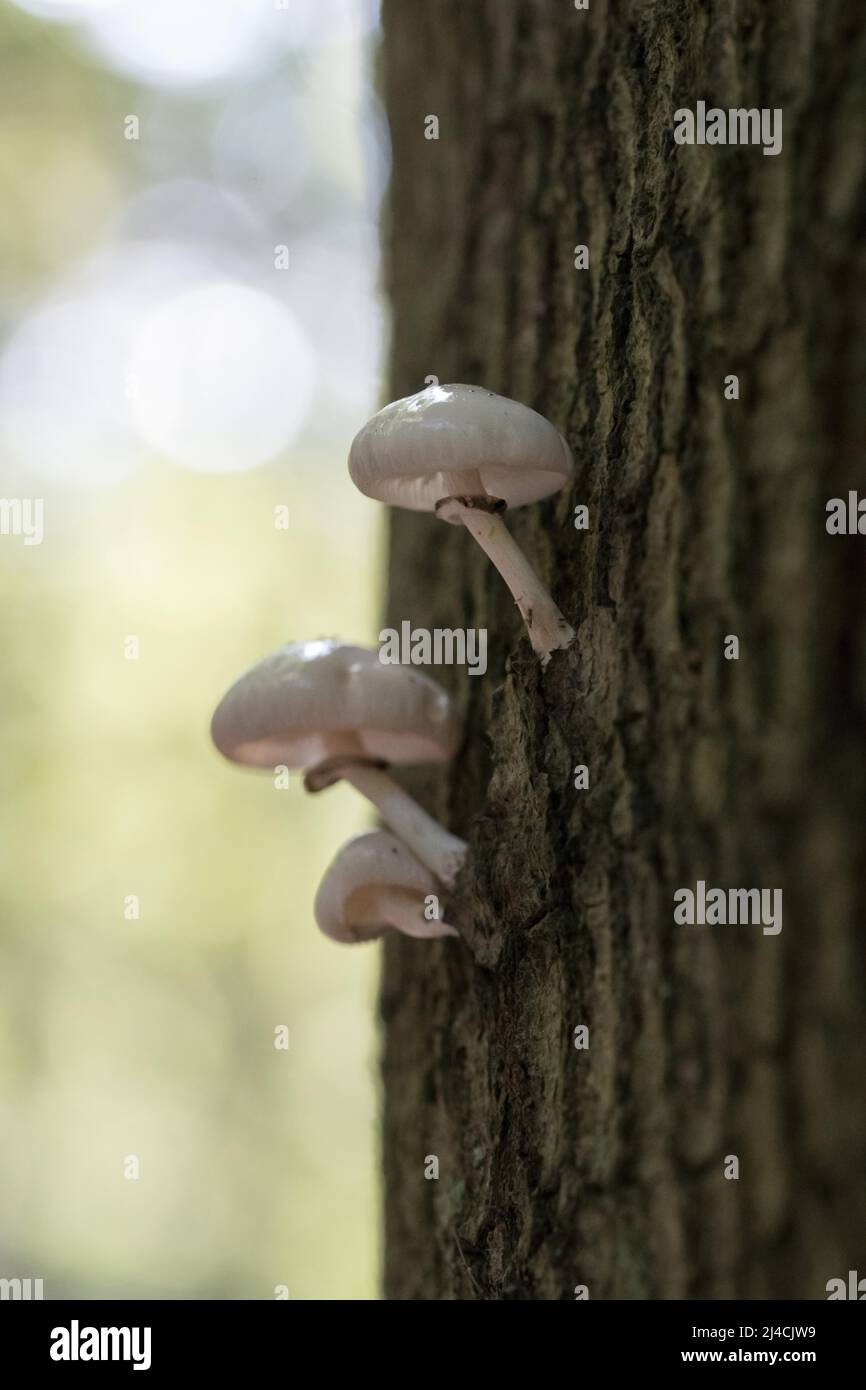 Porcelain fungus (Mucidula mucida), growing from standing tree in ...