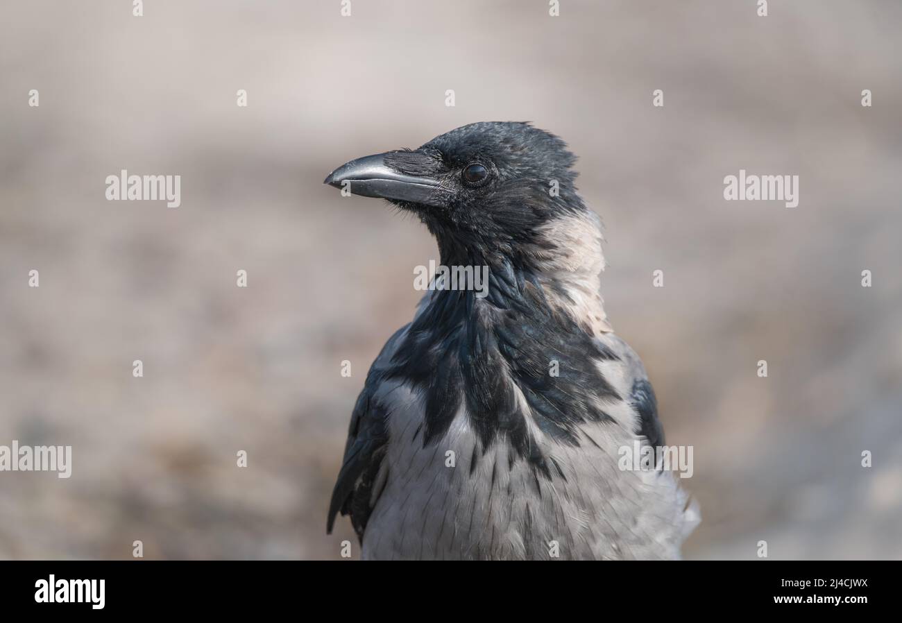 Carrion crow (Corvus corone), close-up on the Baltic Sea beach ...