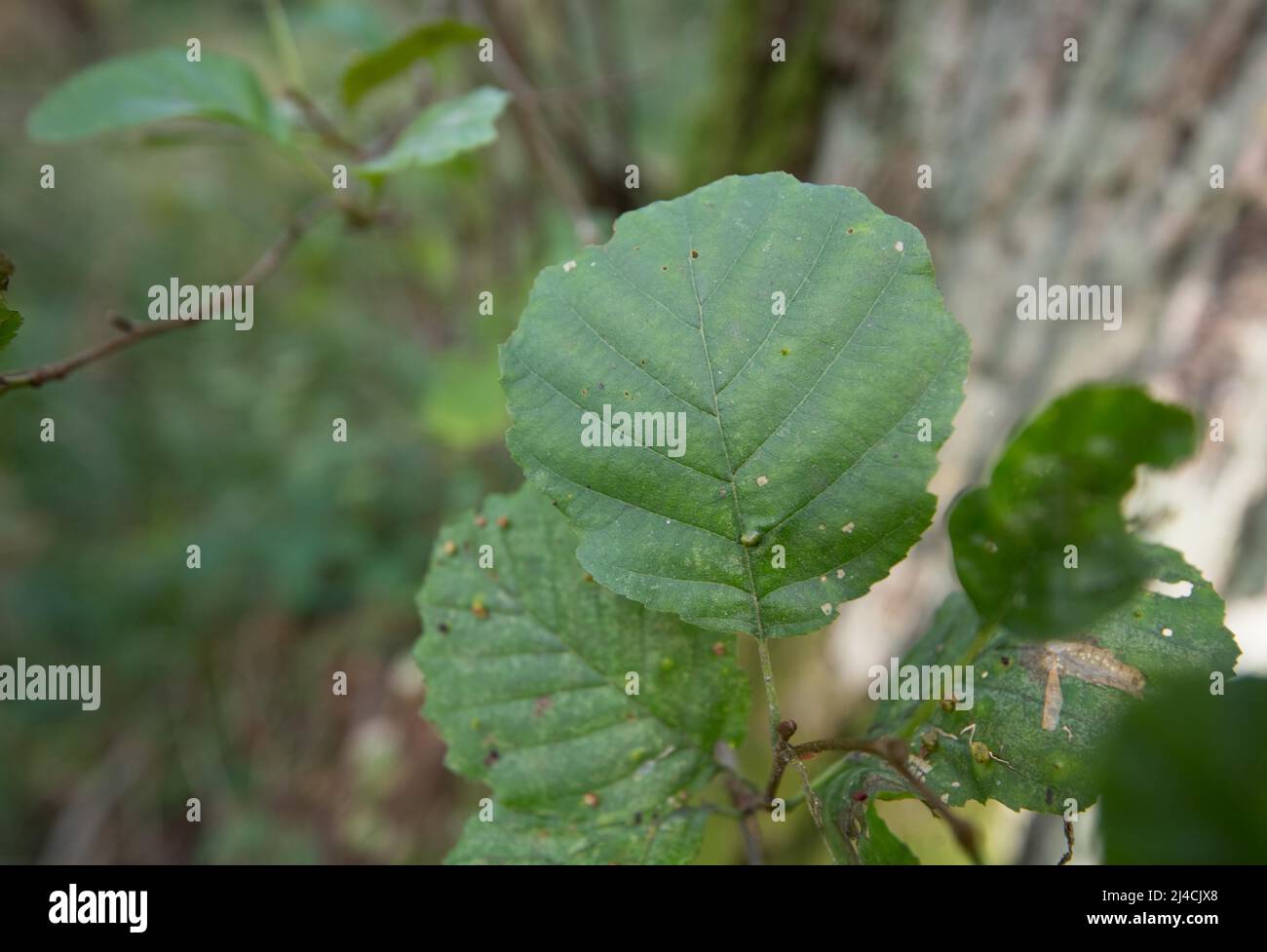 Black alder (Alnus glutinosa), close-up of leaf from above ...