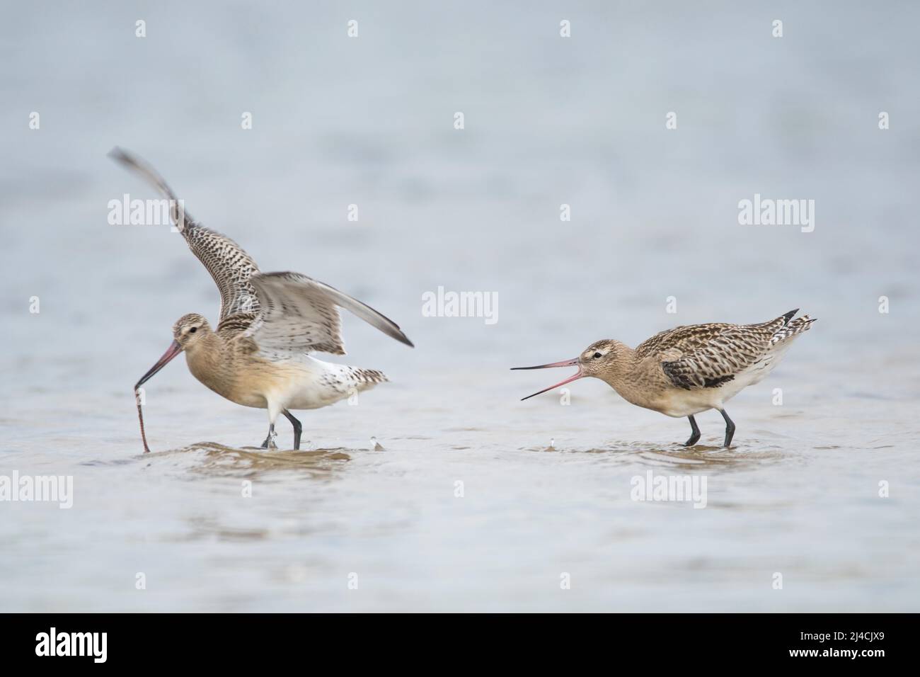 Bar-tailed godwit (Limosa lapponica), two foraging animals fighting ...