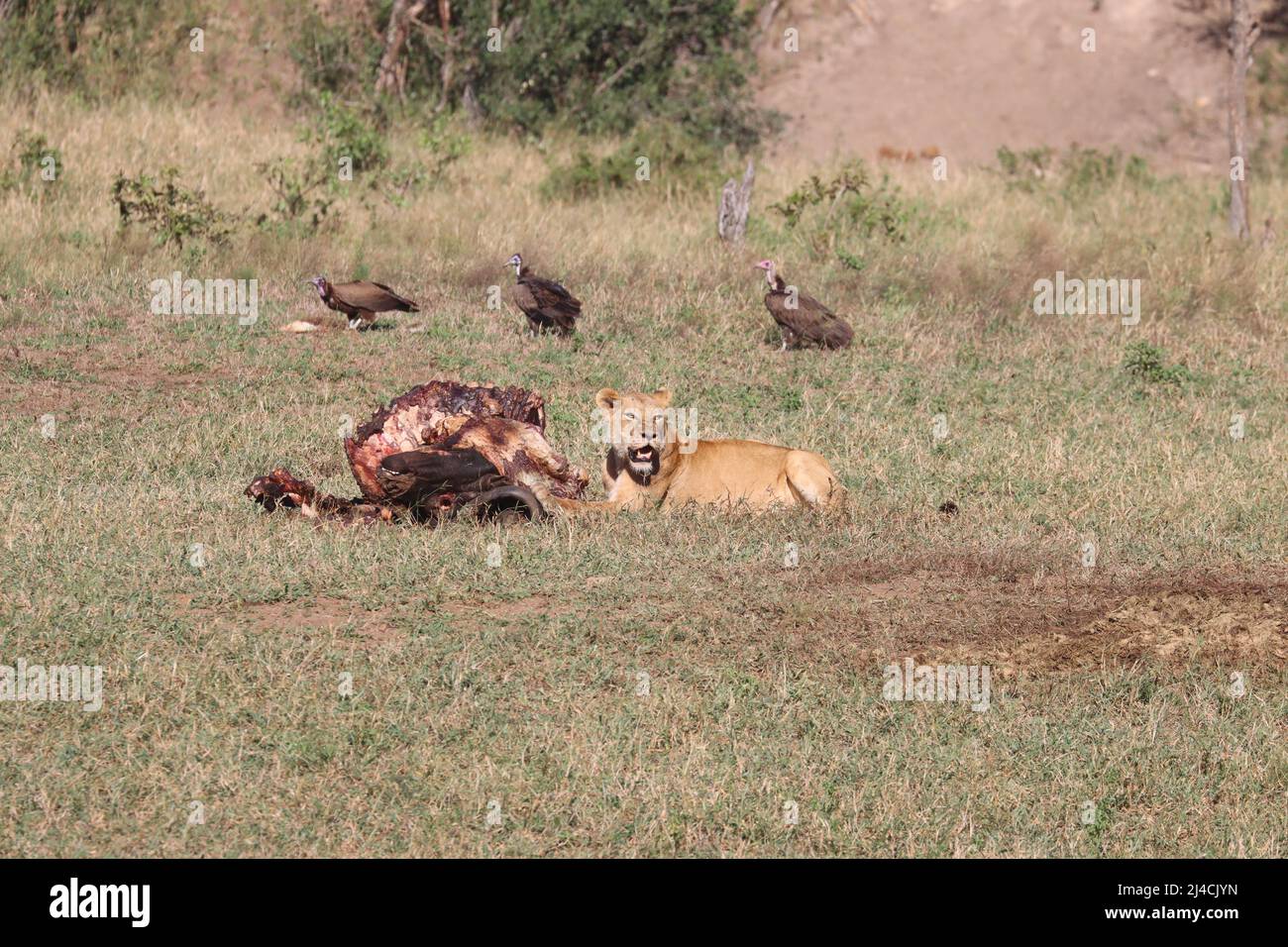 lion on carcass Stock Photo - Alamy