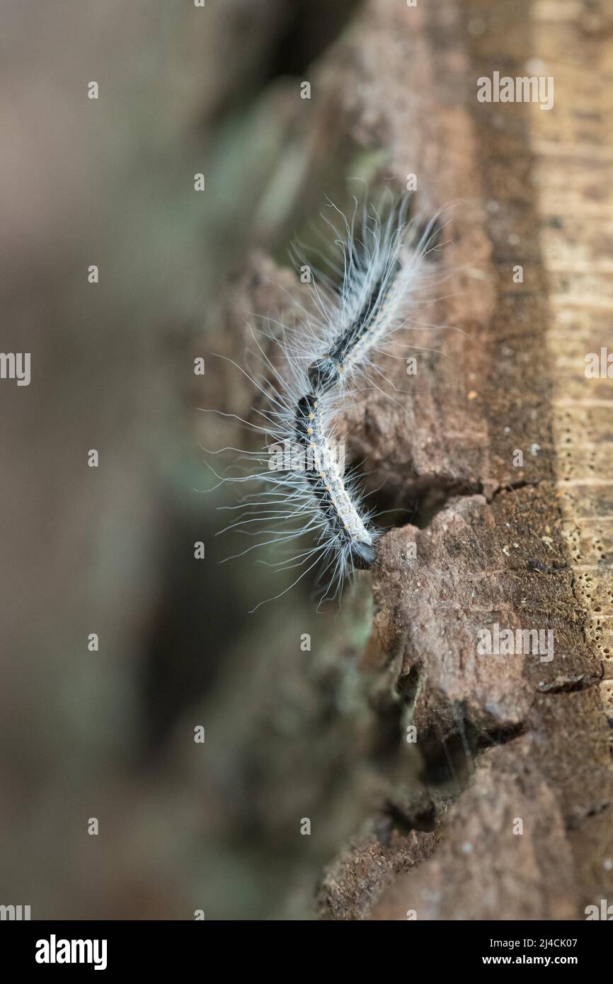 Oak processionary moth hi-res stock photography and images - Alamy