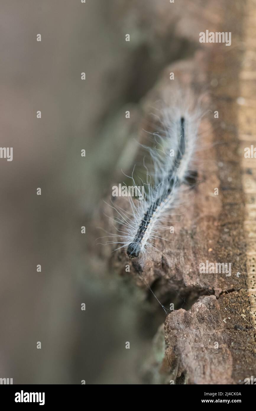 Oak processionary moth (Thaumetopoea processionea), two caterpillars ...