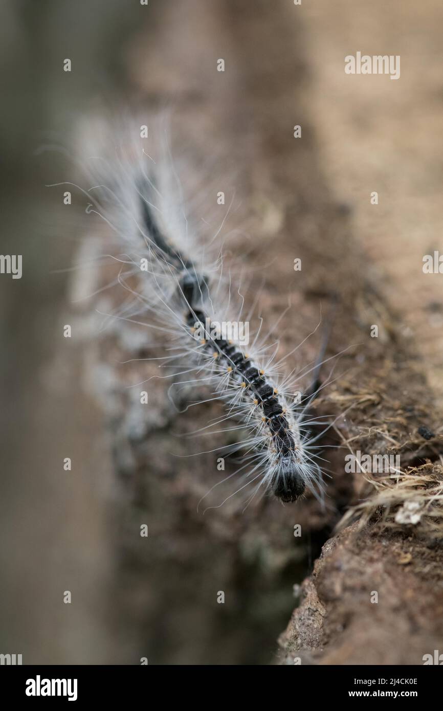 Oak processionary moth (Thaumetopoea processionea), two caterpillars ...