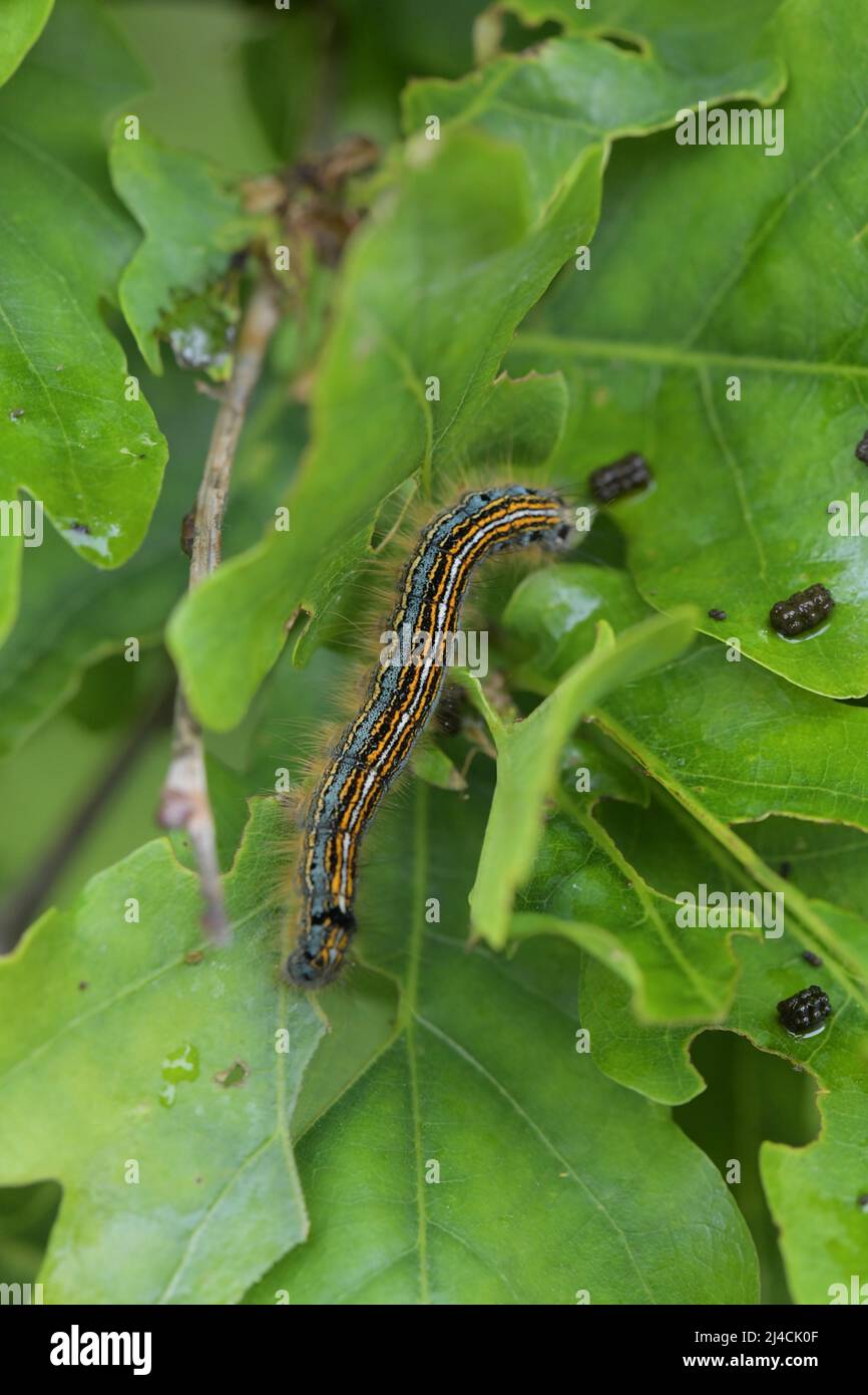 Lackey moth (Malacosoma neustria), caterpillar crawling over an oak ...