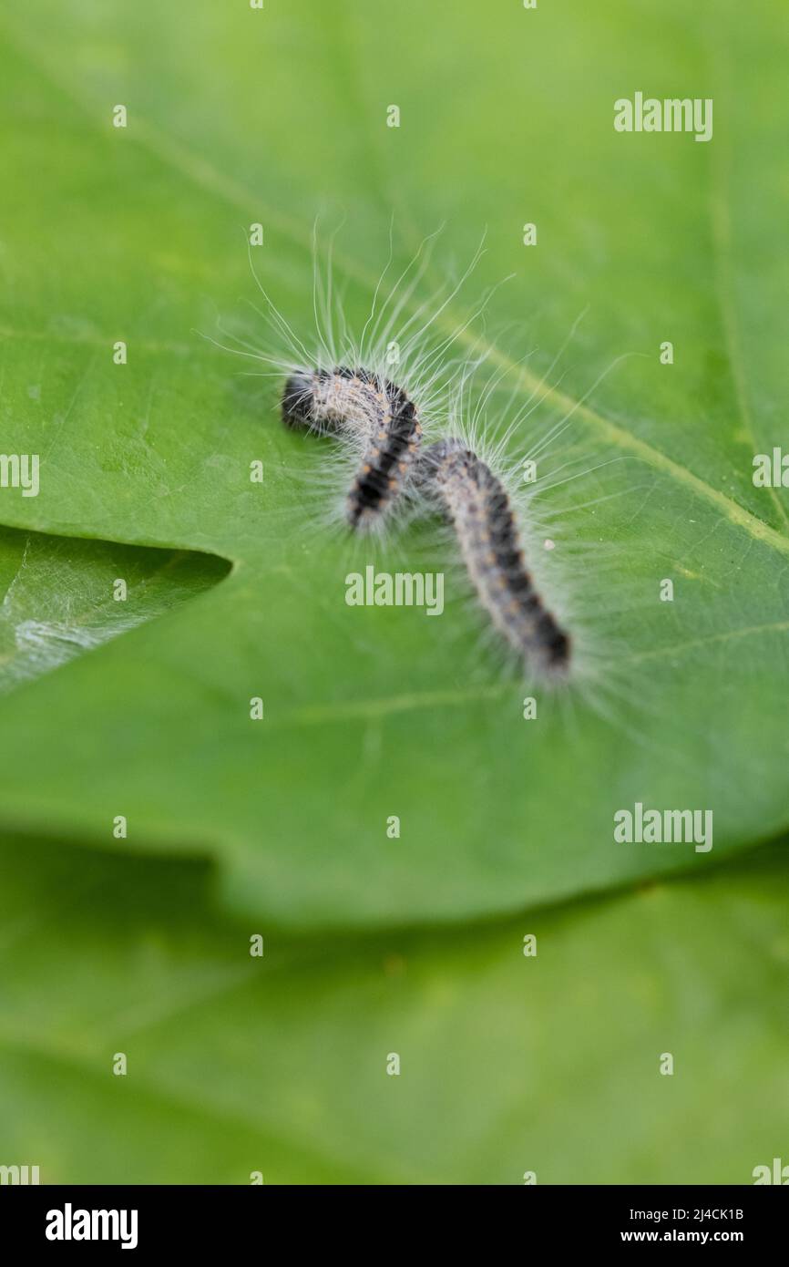 Oak processionary caterpillar hi-res stock photography and images - Alamy
