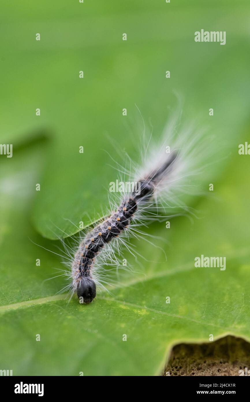 Oak processionary moth (Thaumetopoea processionea), two caterpillars ...