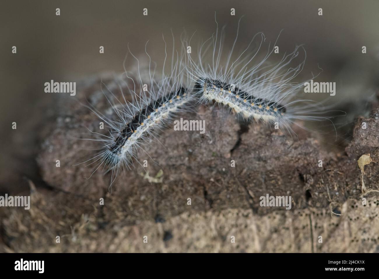 Oak processionary moth (Thaumetopoea processionea), two caterpillars ...