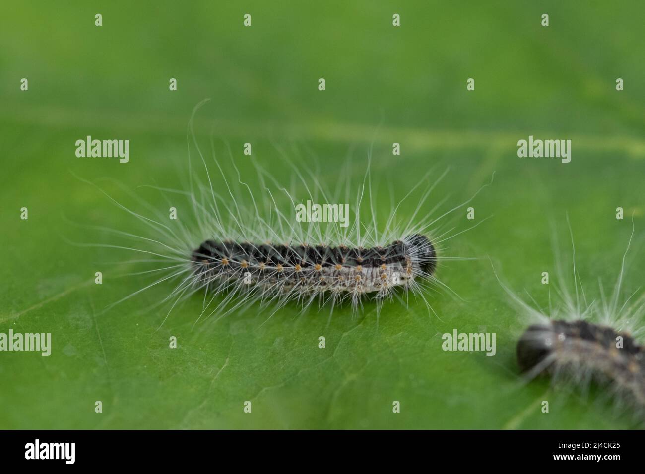 Oak processionary moth (Thaumetopoea processionea), two caterpillars ...