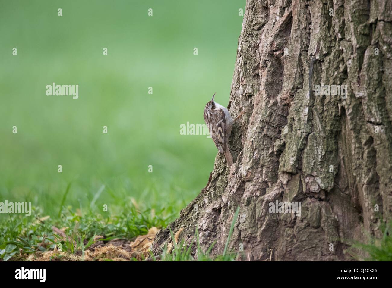 Short trunk hi-res stock photography and images - Alamy